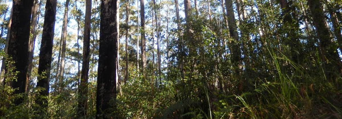 Outback Flooring - Australian Beech