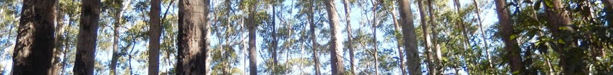 Outback Flooring - Australian Beech