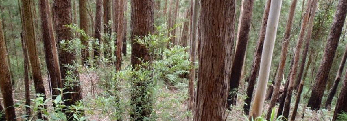 Outback Flooring - Australian Beech Rustic